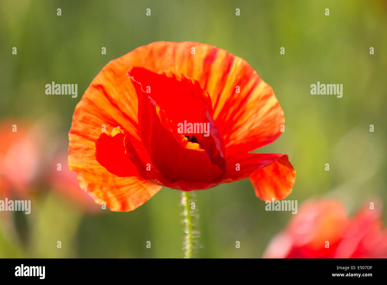 Amapola field feld campo hi-res stock photography and images - Alamy