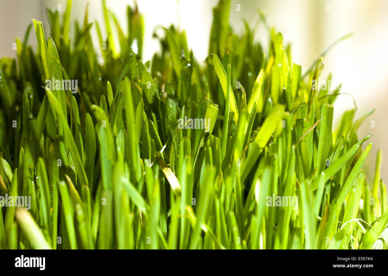 Grass closeup indoor Stock Photo - Alamy