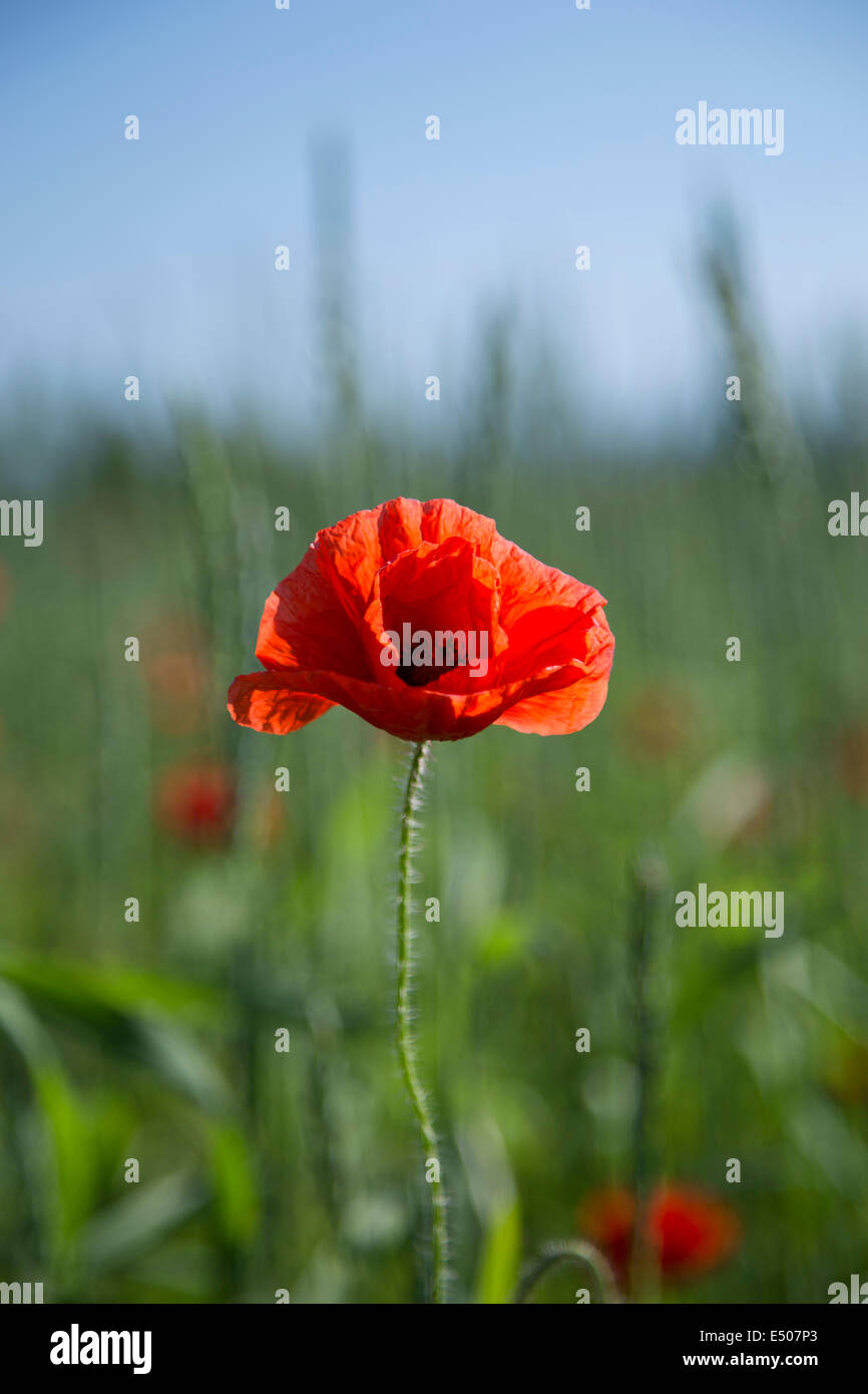 Amapola field feld campo hi-res stock photography and images - Alamy