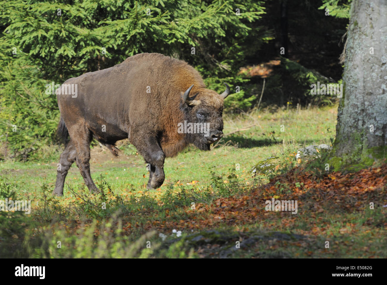 Male european bison hi-res stock photography and images - Alamy