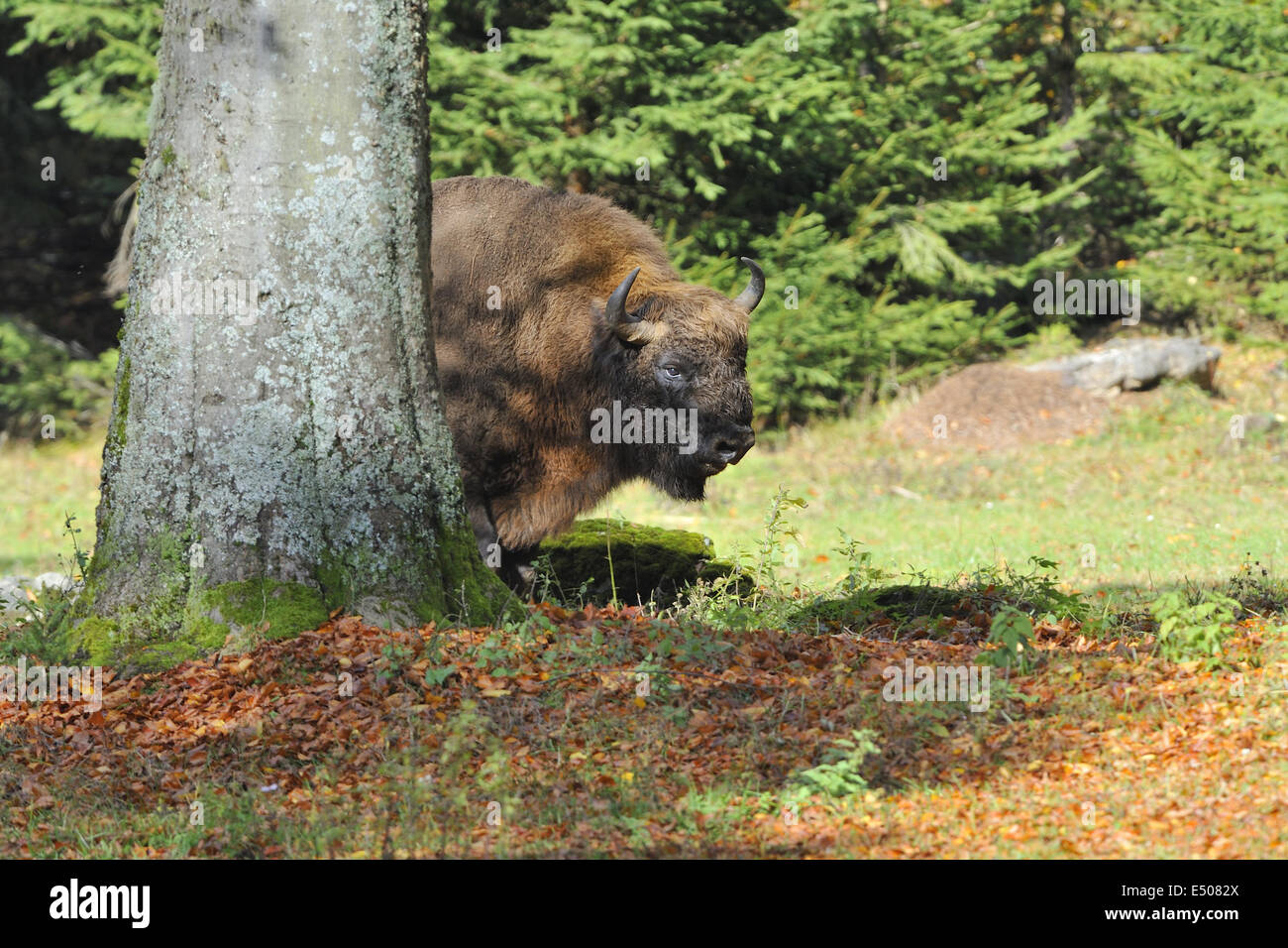 Europa bison hi-res stock photography and images - Alamy