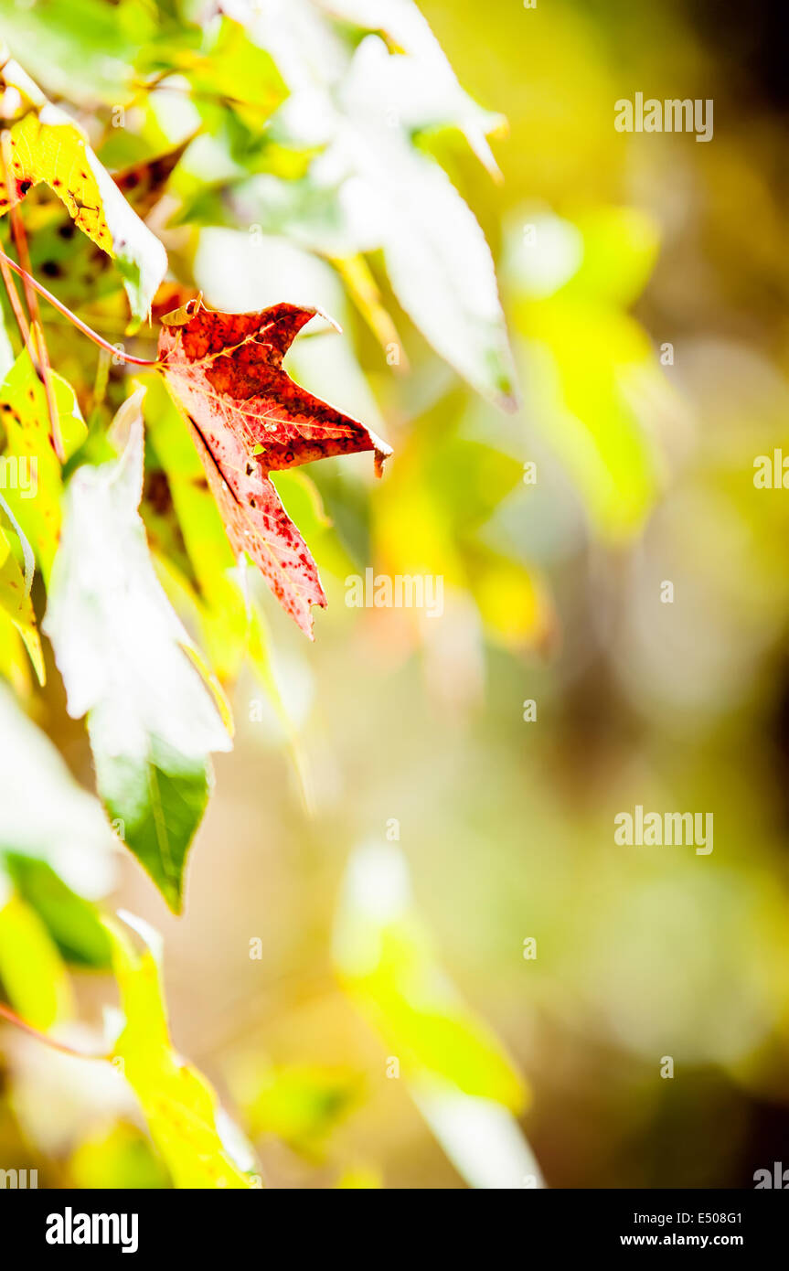 Abstract autumn leaves background hi-res stock photography and images ...