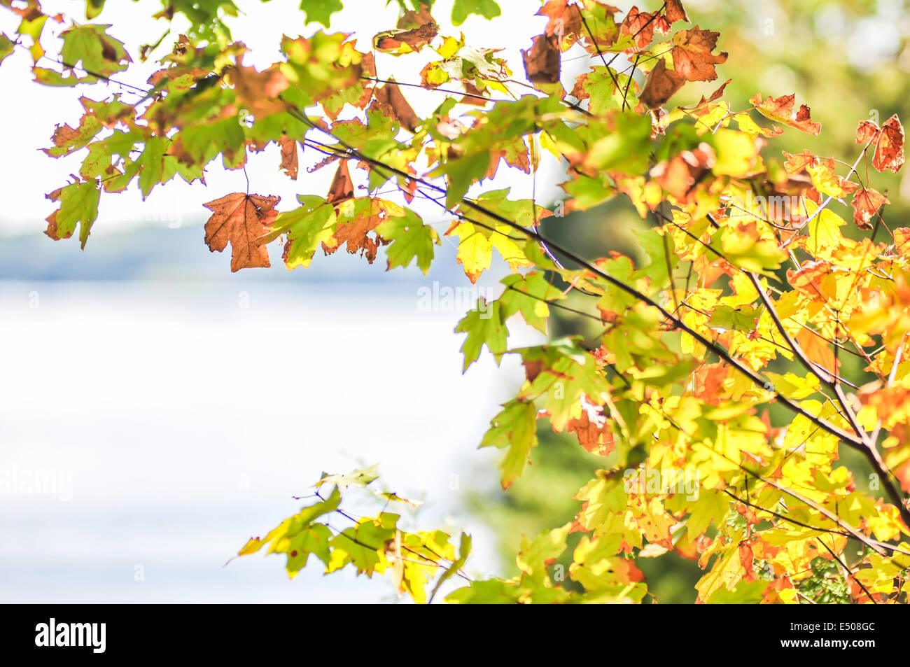 autumn leaves abstract background Stock Photo - Alamy