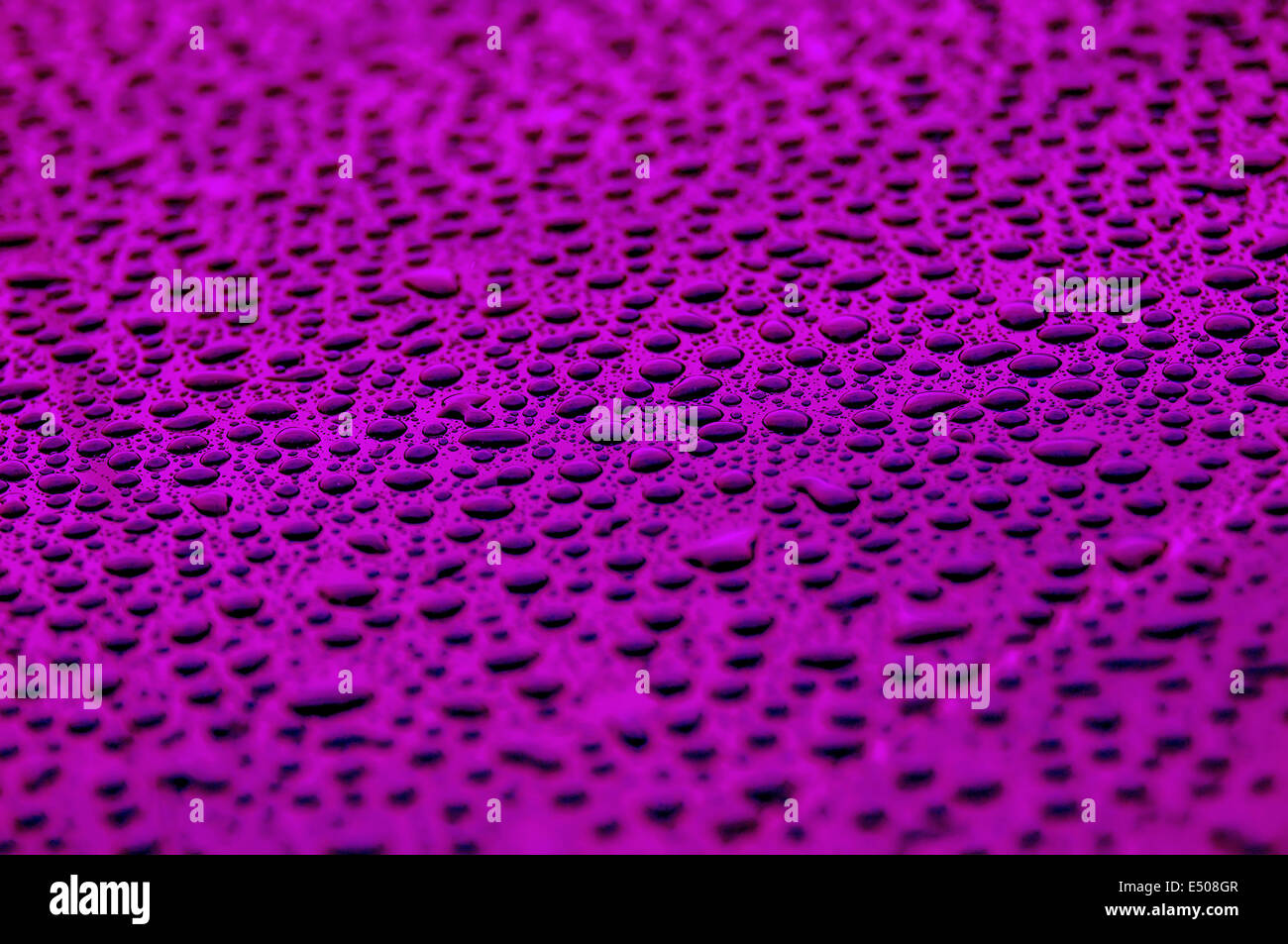 purple water drops on water-repellent surface Stock Photo - Alamy