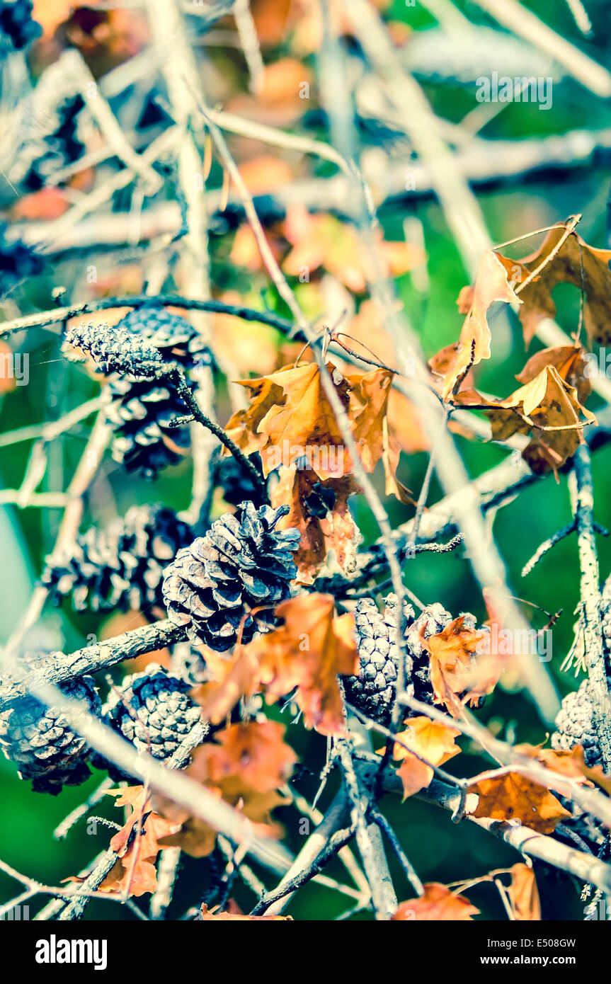 autumn leaves and pinecone background Stock Photo - Alamy