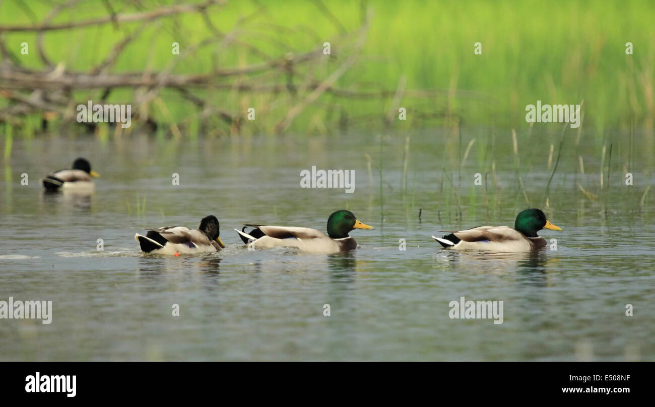 Mallard ducks on a pond Stock Photo - Alamy