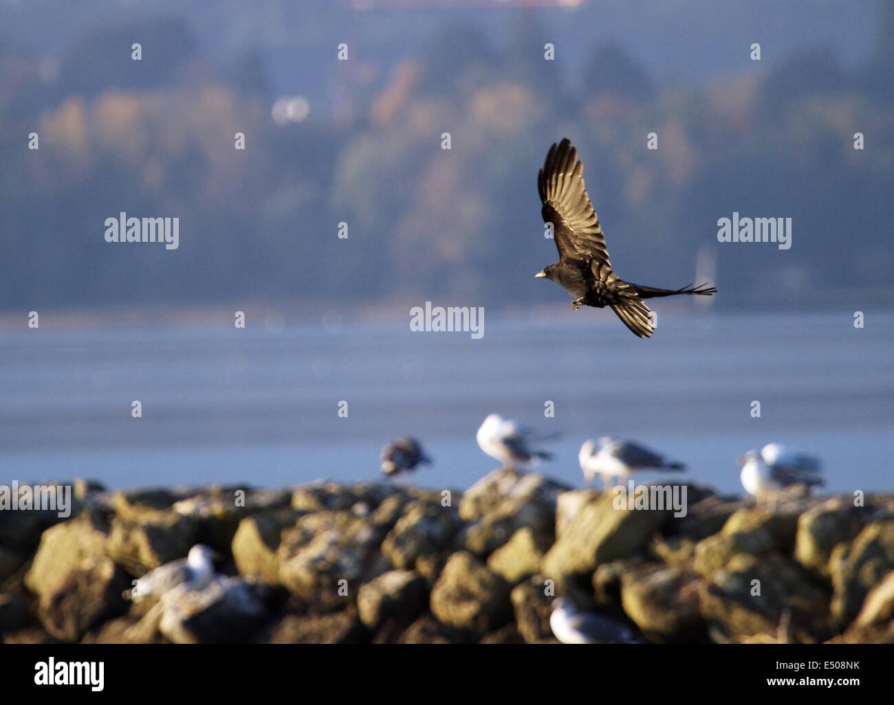 Crow flying hi-res stock photography and images - Alamy