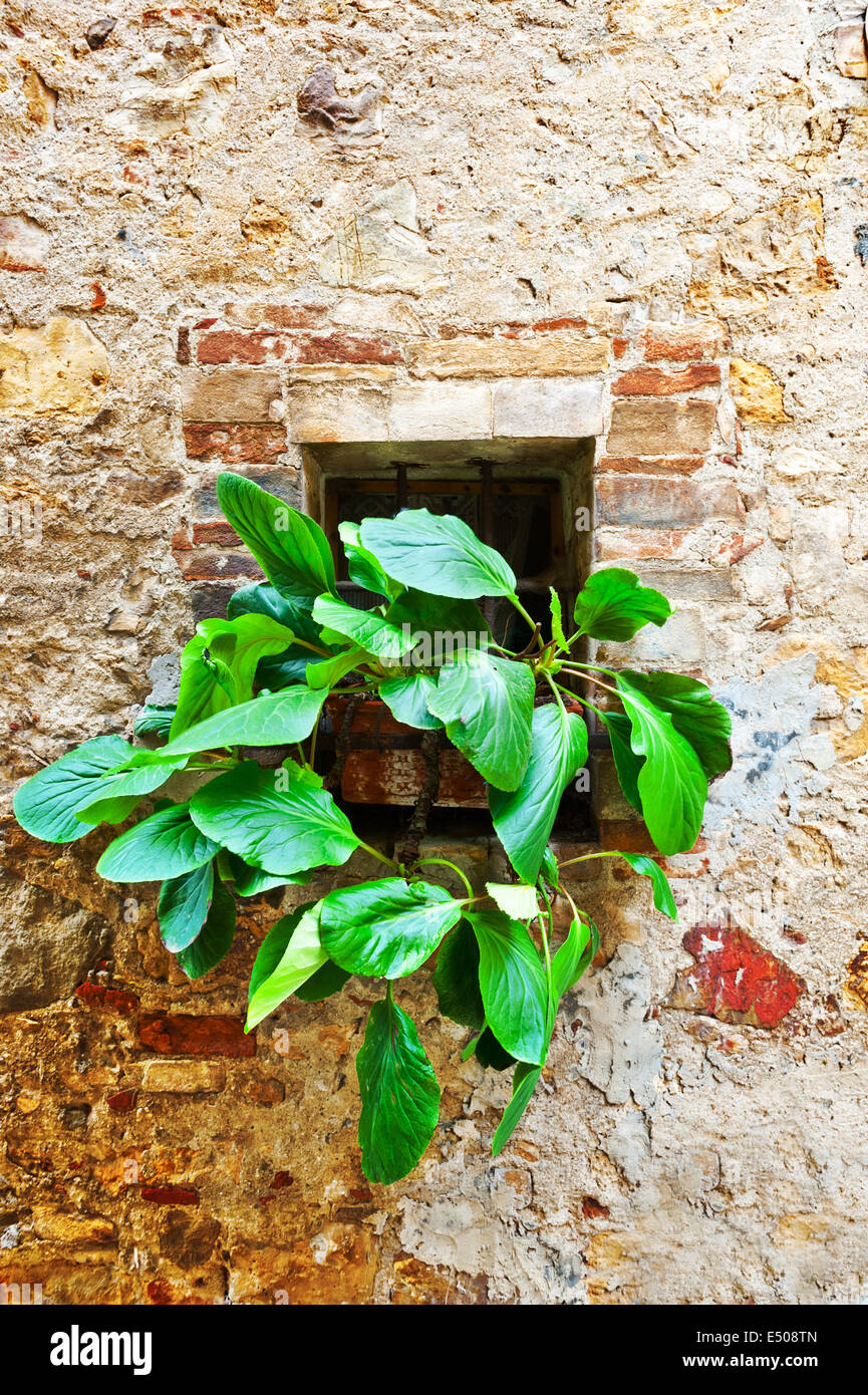 Old wall italian lifestyle hi-res stock photography and images - Alamy