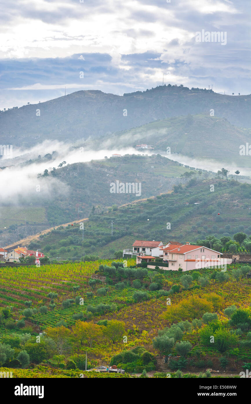 Port vine hi-res stock photography and images - Alamy