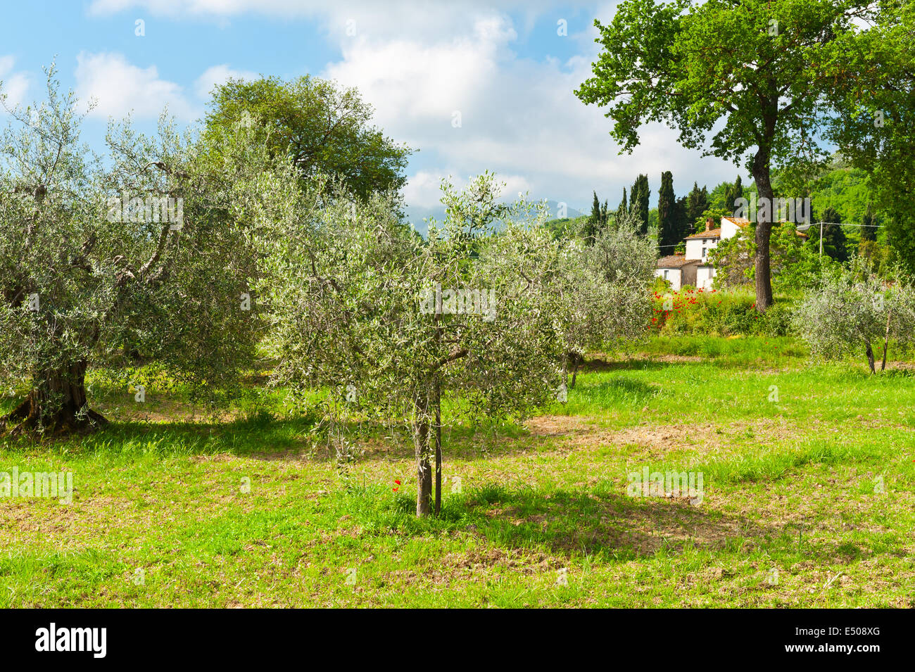 Olive grove ground hi-res stock photography and images - Alamy