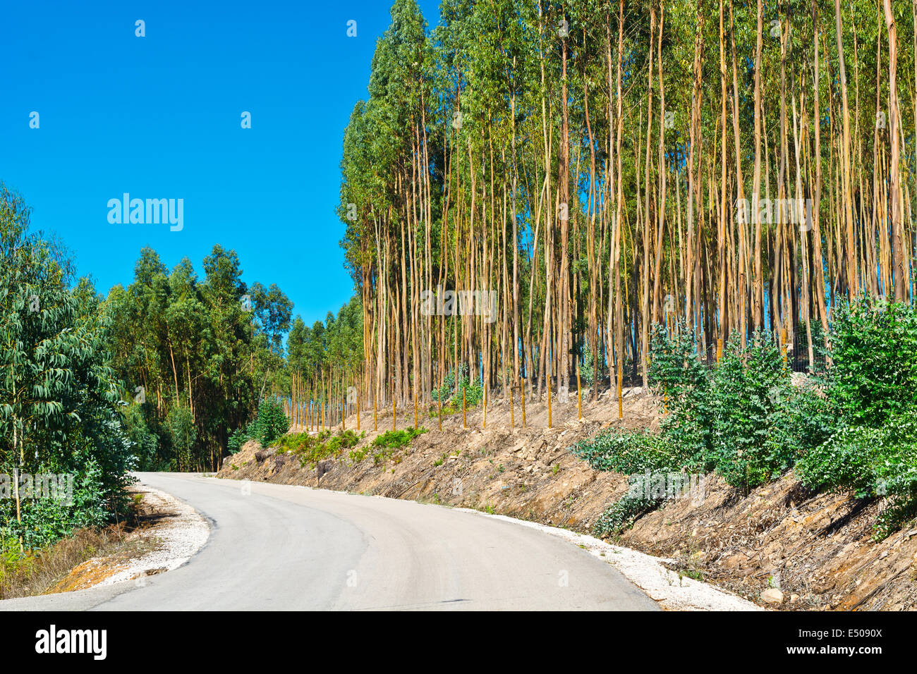Forest Asphalt Road Stock Photo - Alamy