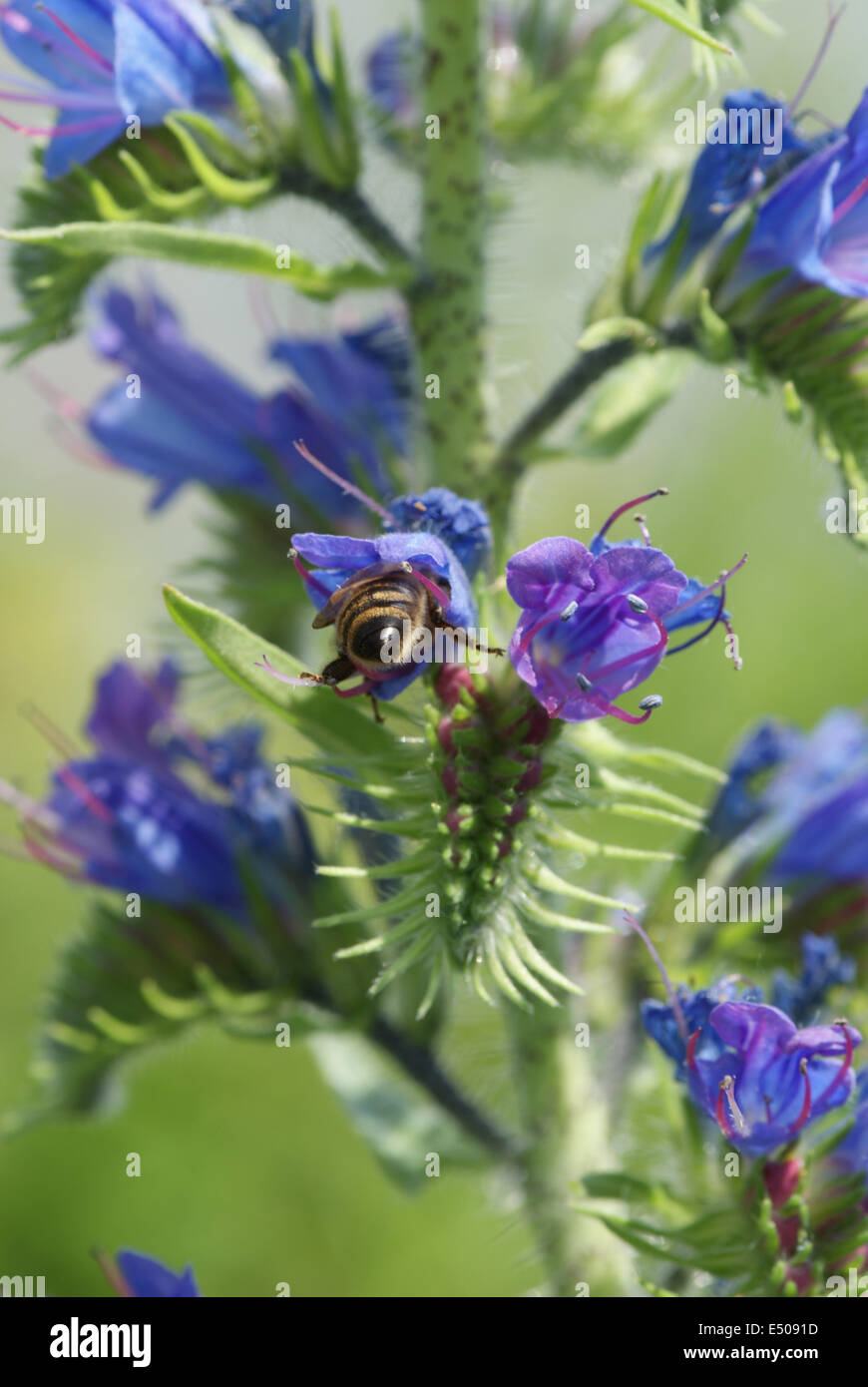Vipers bugloss with insect hi-res stock photography and images - Alamy