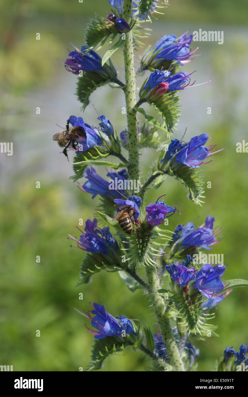 Viper’s bugloss echium vulgare insect hi-res stock photography and ...