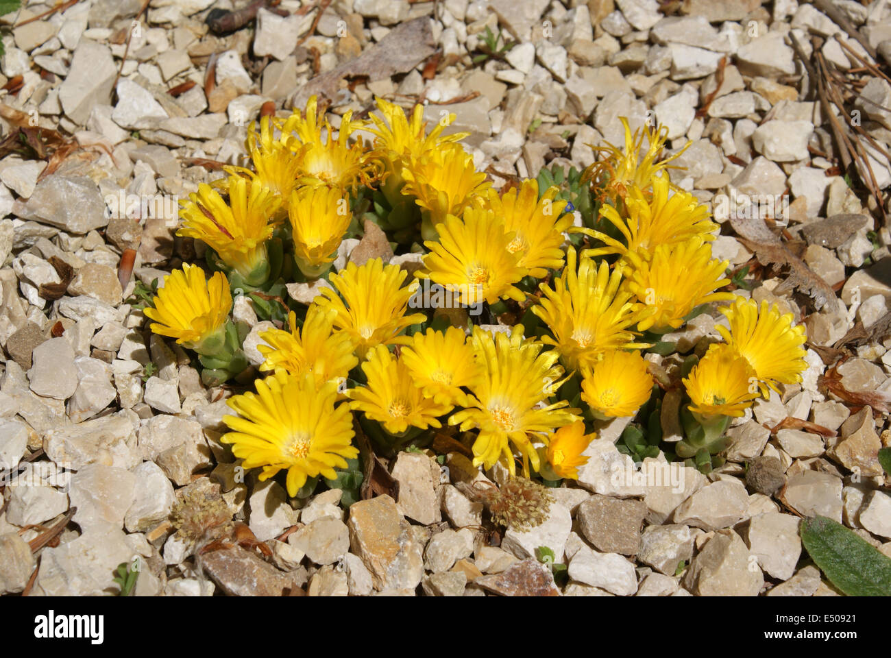 Blume mediterran hi-res stock photography and images - Alamy