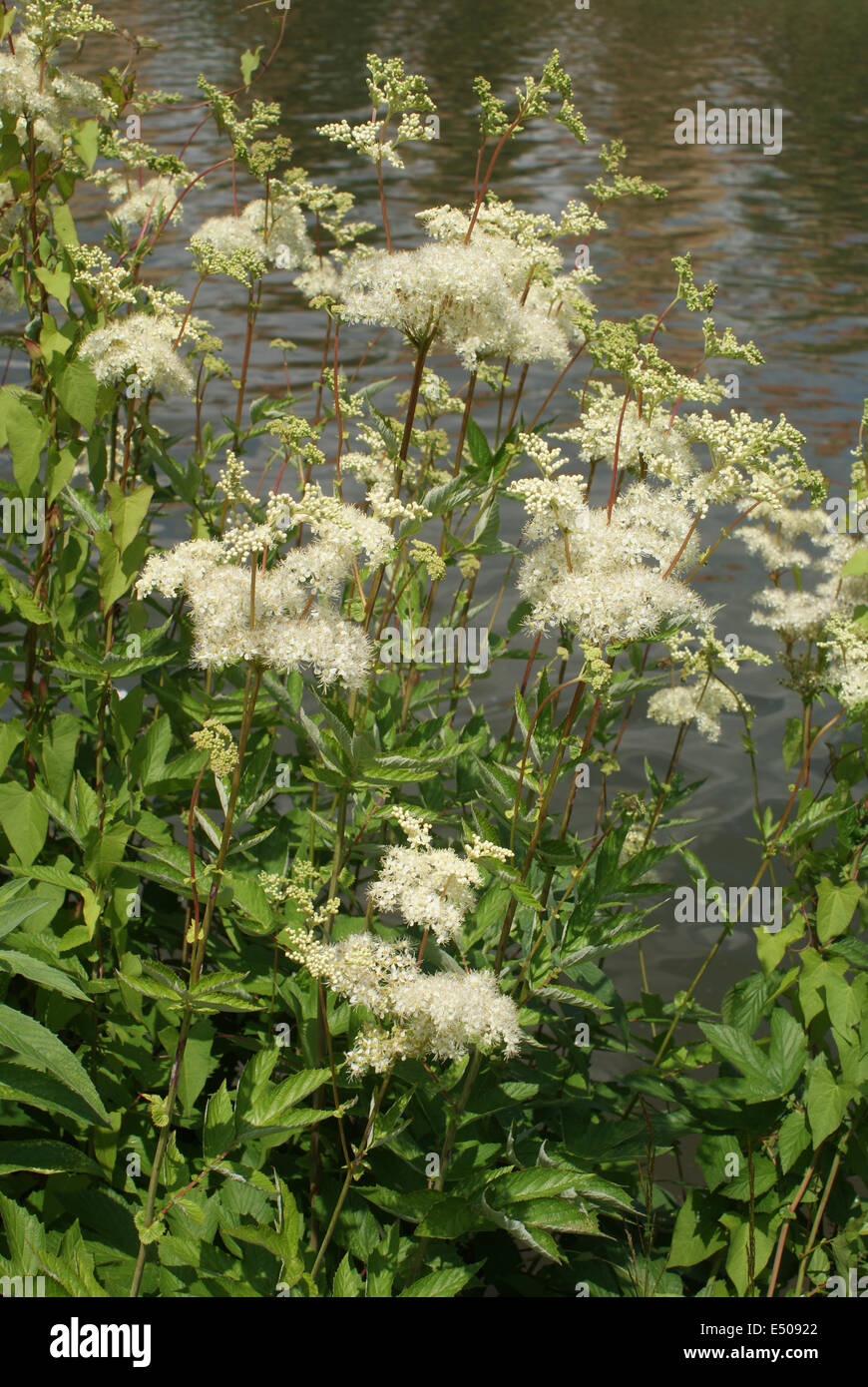Meadow sweet flowers hi-res stock photography and images - Alamy