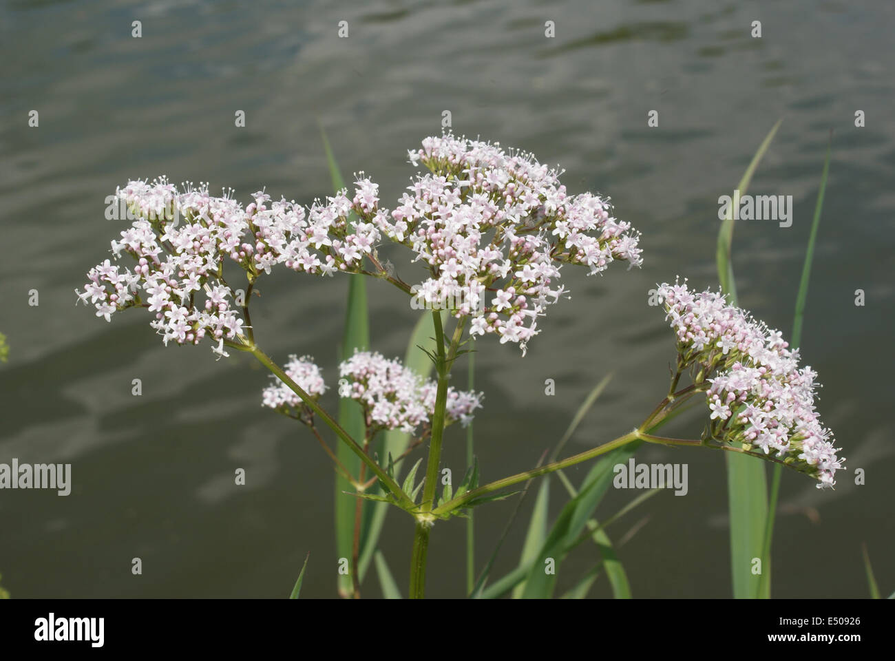 Baldrian blüten hi-res stock photography and images - Alamy