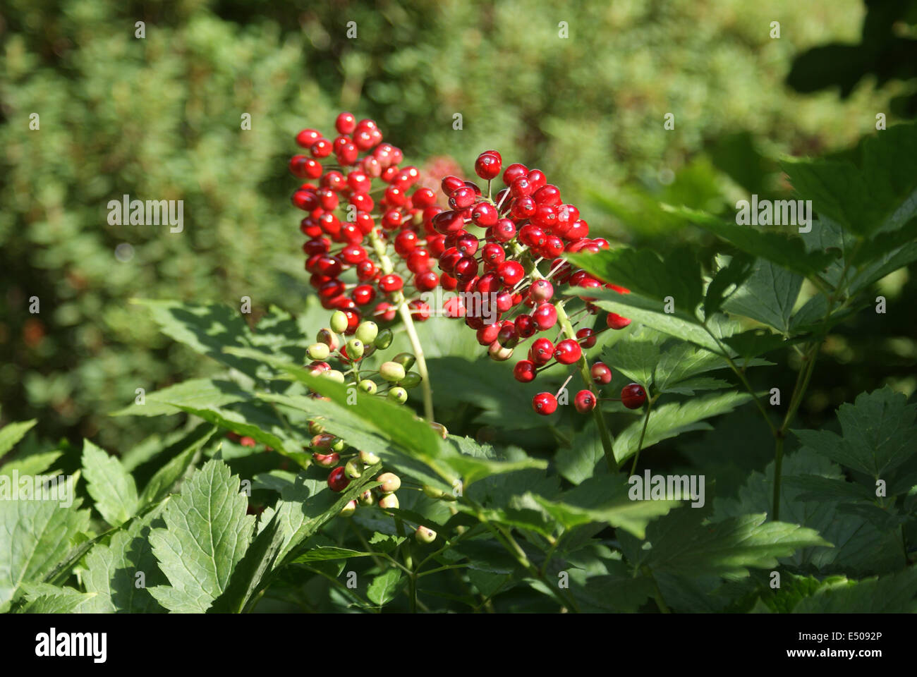 Baneberry fruits hi-res stock photography and images - Alamy