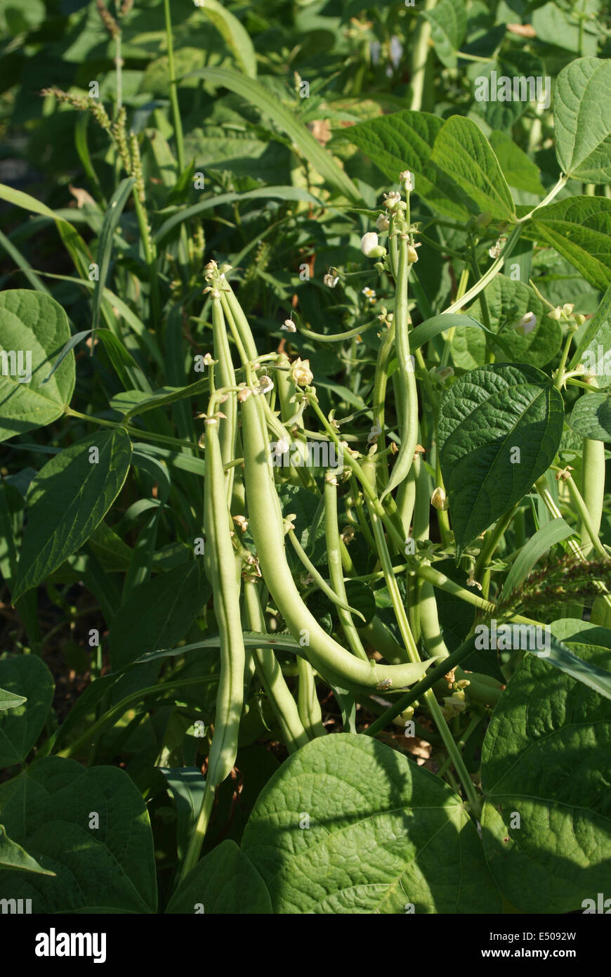 Bohnen ernten hi-res stock photography and images - Alamy