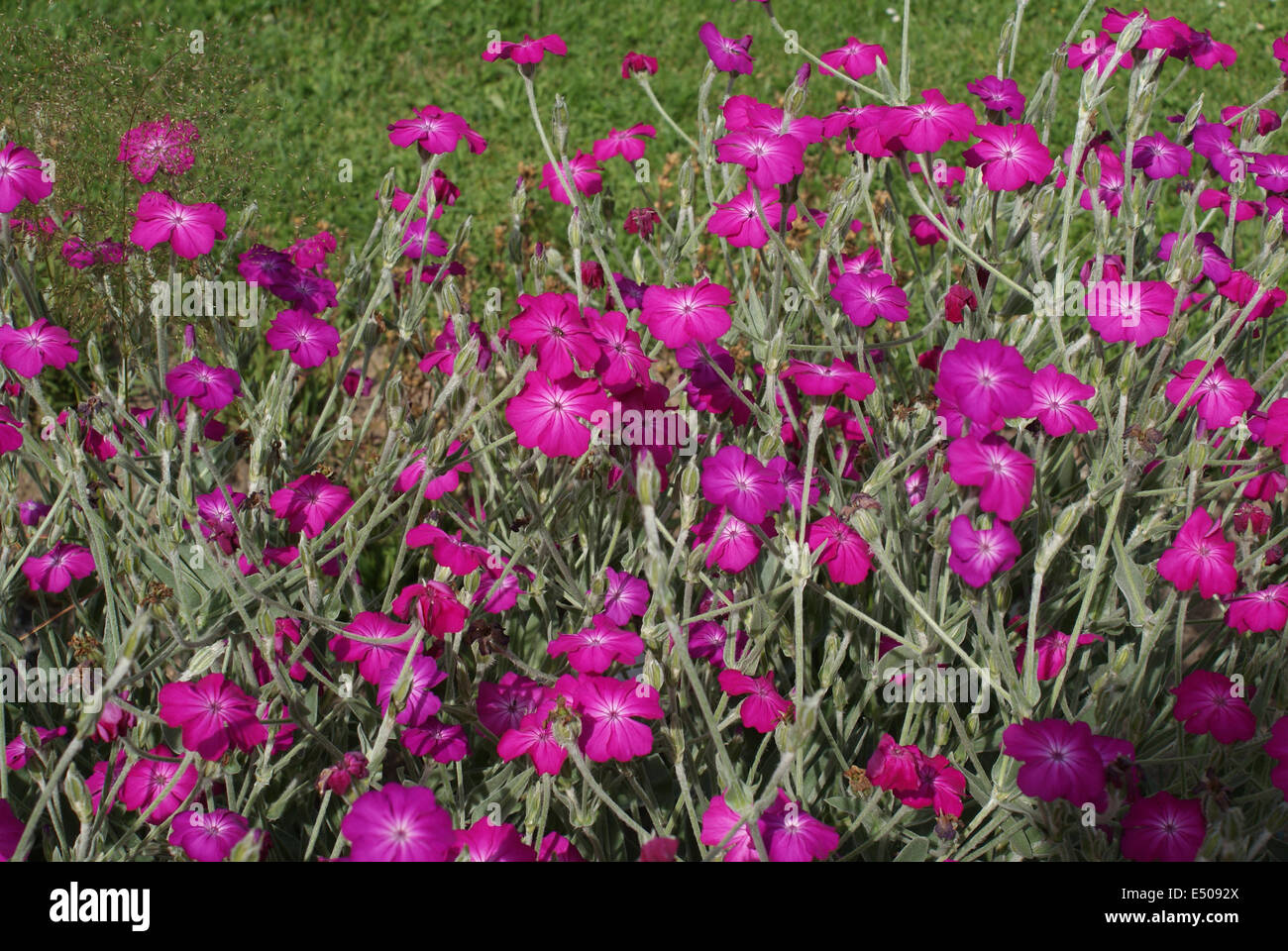 Mullein pink hi-res stock photography and images - Alamy