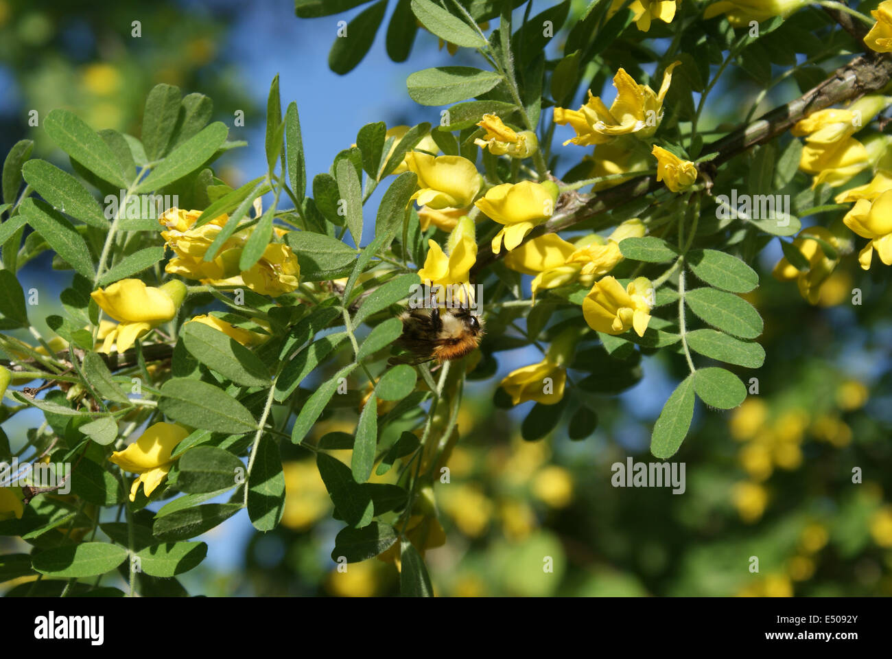 Pea shrub with bumble bee Stock Photo - Alamy