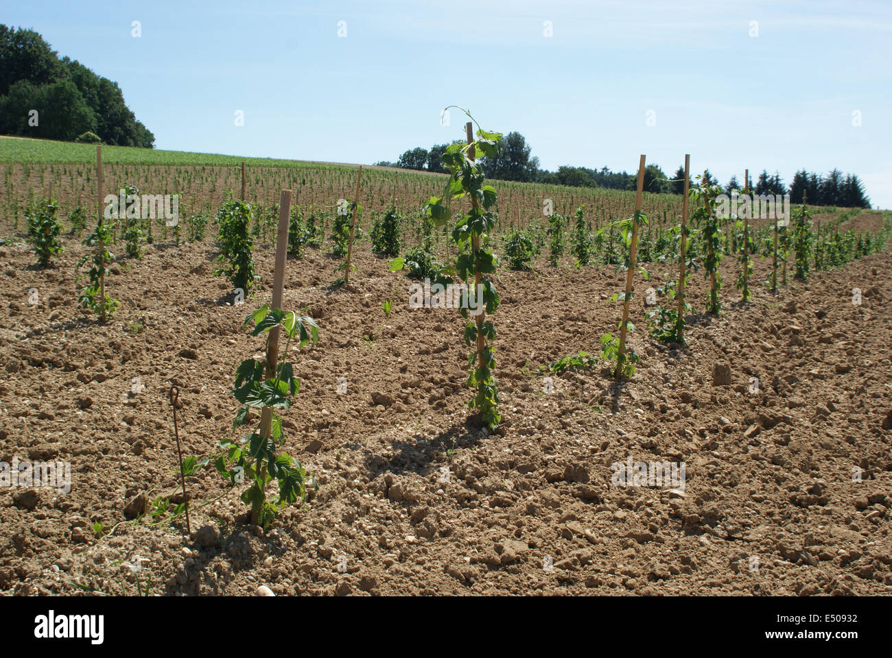 Hop-field after planting Stock Photo - Alamy