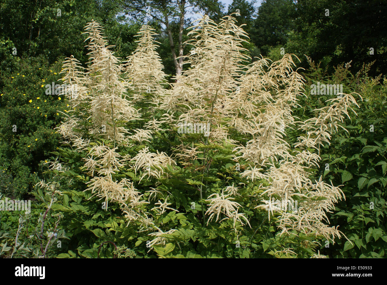 Goats beard flower hi-res stock photography and images - Alamy
