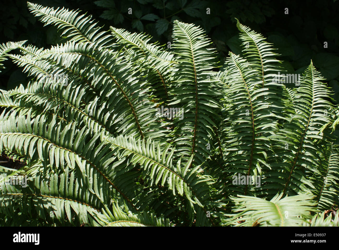 Sword fern hi-res stock photography and images - Alamy