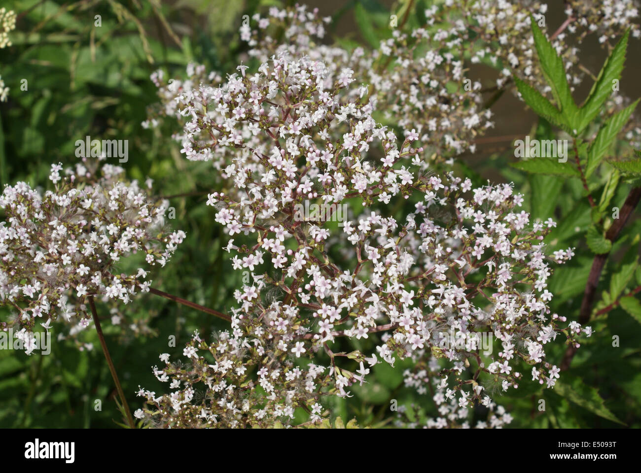 Baldrian blüten hi-res stock photography and images - Alamy