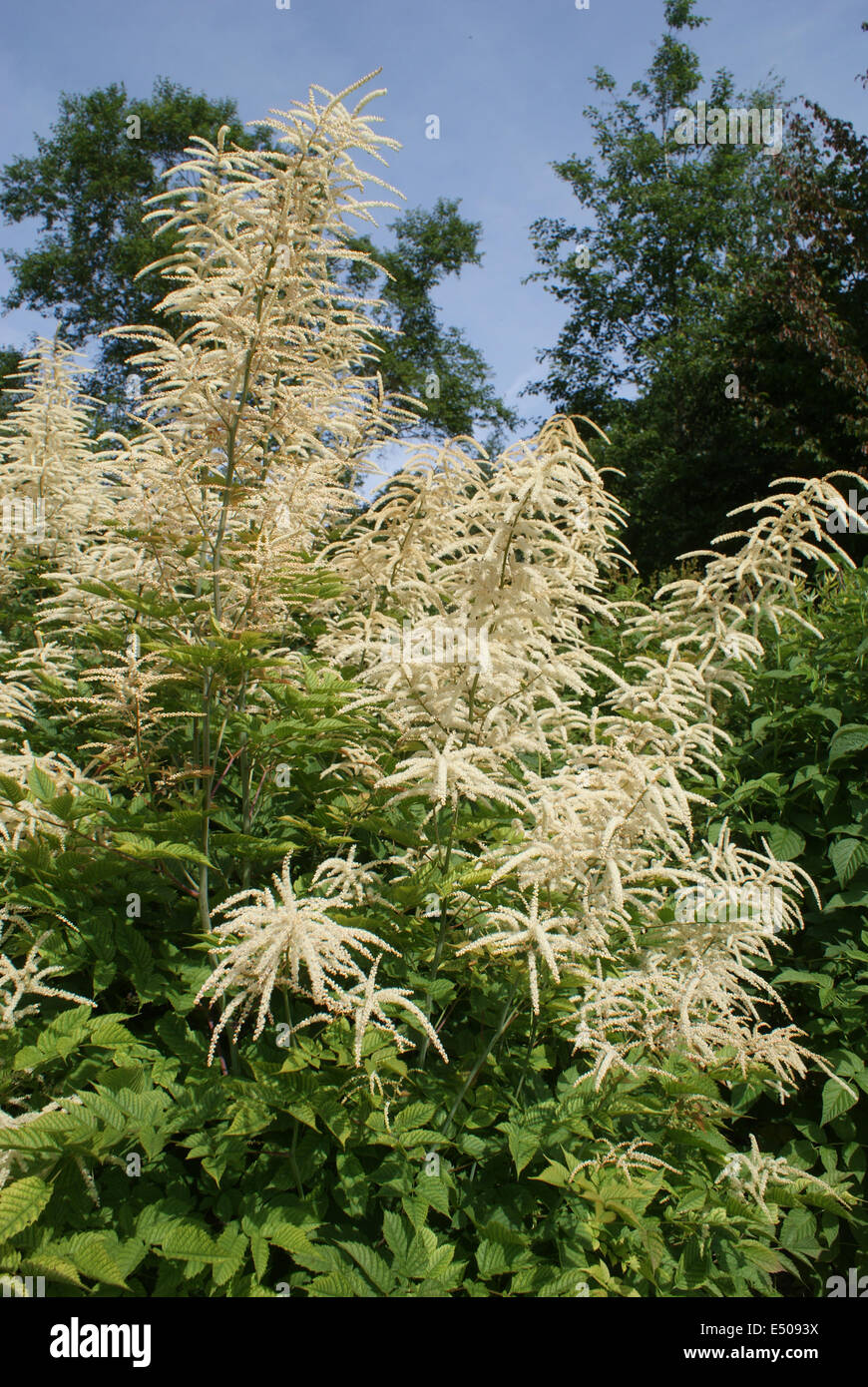 Goats beard hi-res stock photography and images - Alamy