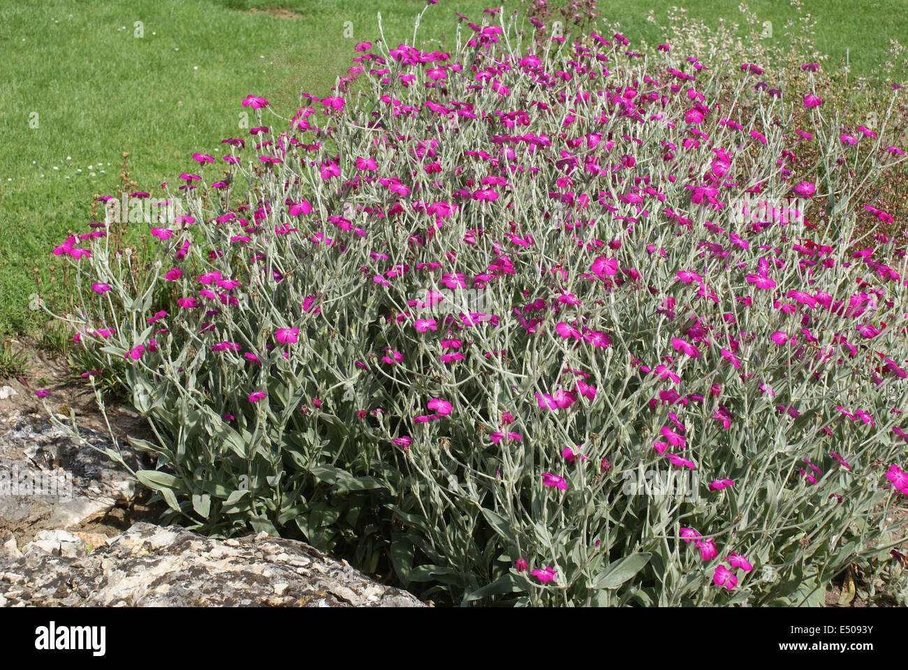 Mullein pink hi-res stock photography and images - Alamy