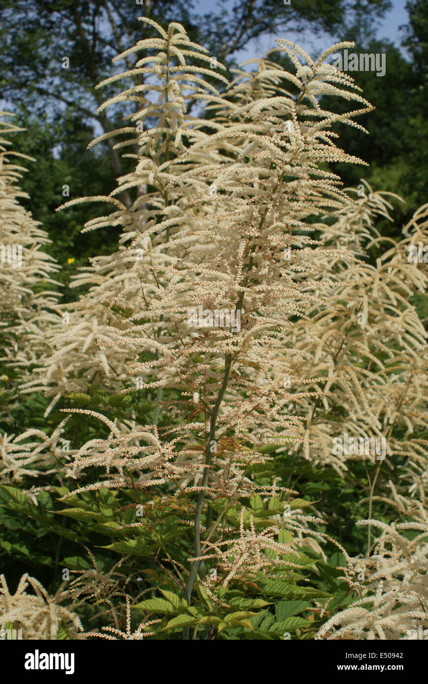 Goats beard hi-res stock photography and images - Alamy