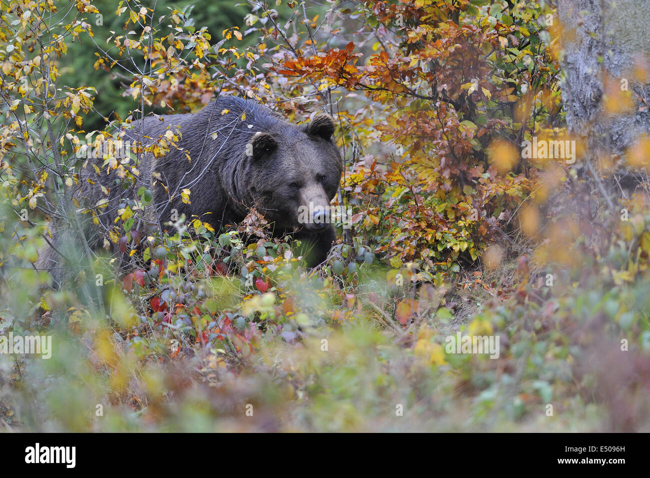 Europaeische braunbaeren ursus arctos hi-res stock photography and ...