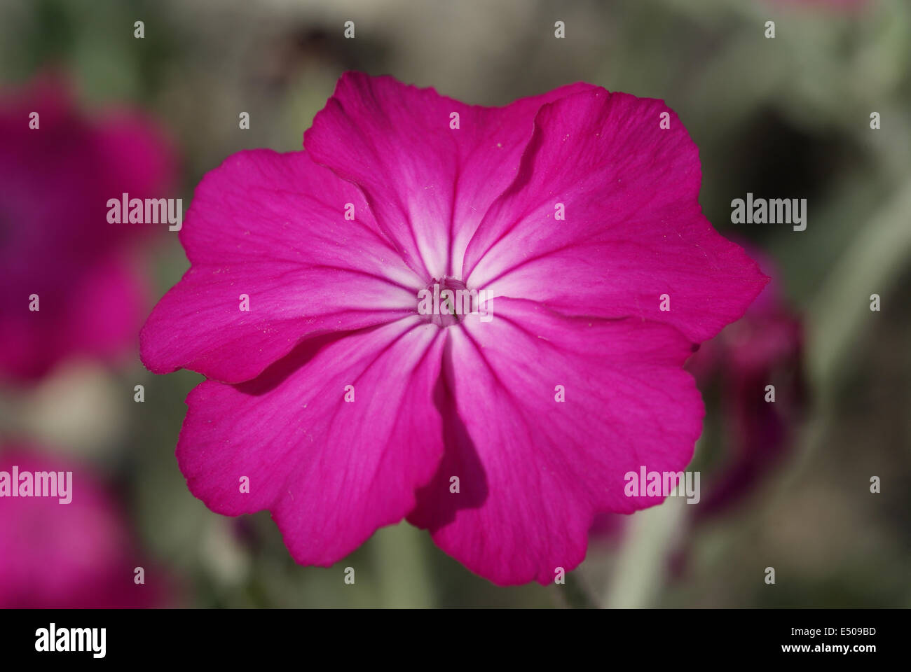 Pink Mullein High Resolution Stock Photography and Images - Alamy