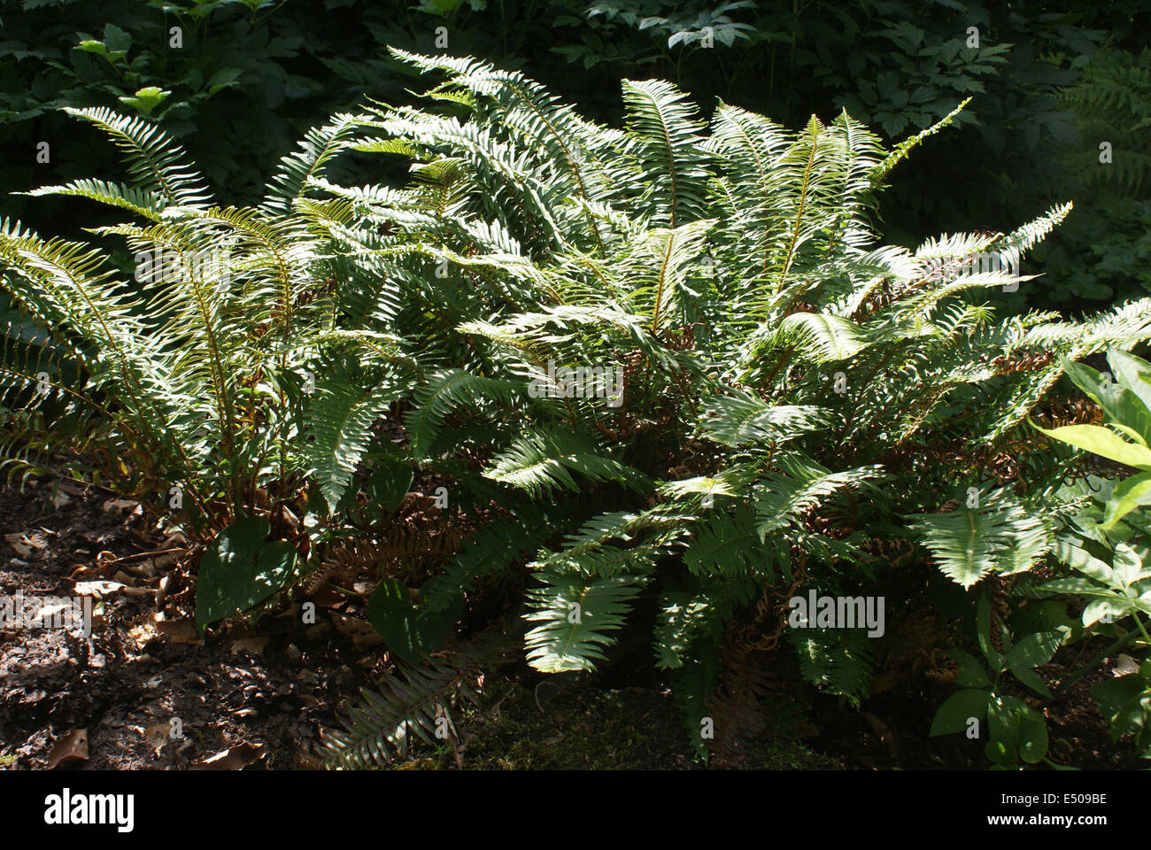 Western sword ferns Stock Photo - Alamy