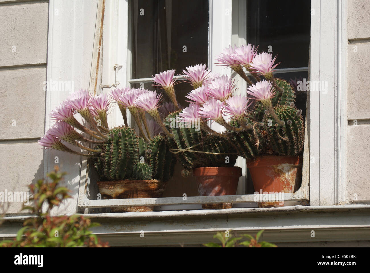 Cactus plants hi-res stock photography and images - Alamy