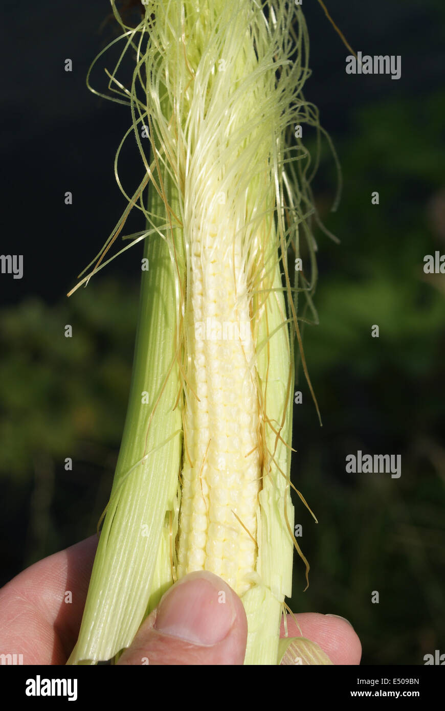 Fruits of maize hi-res stock photography and images - Alamy