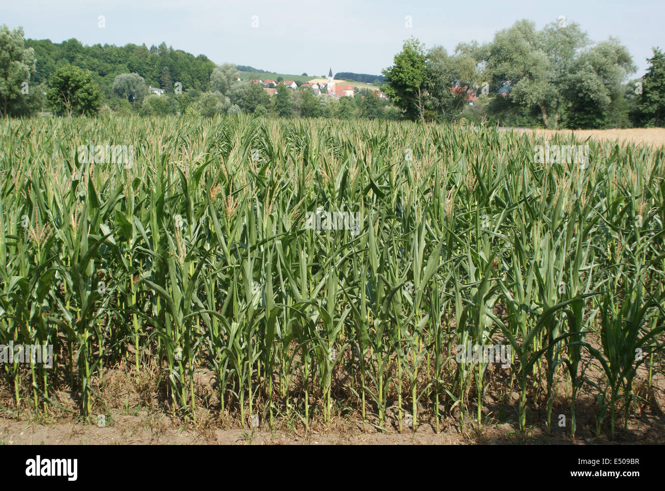 Maize field with hi-res stock photography and images - Alamy