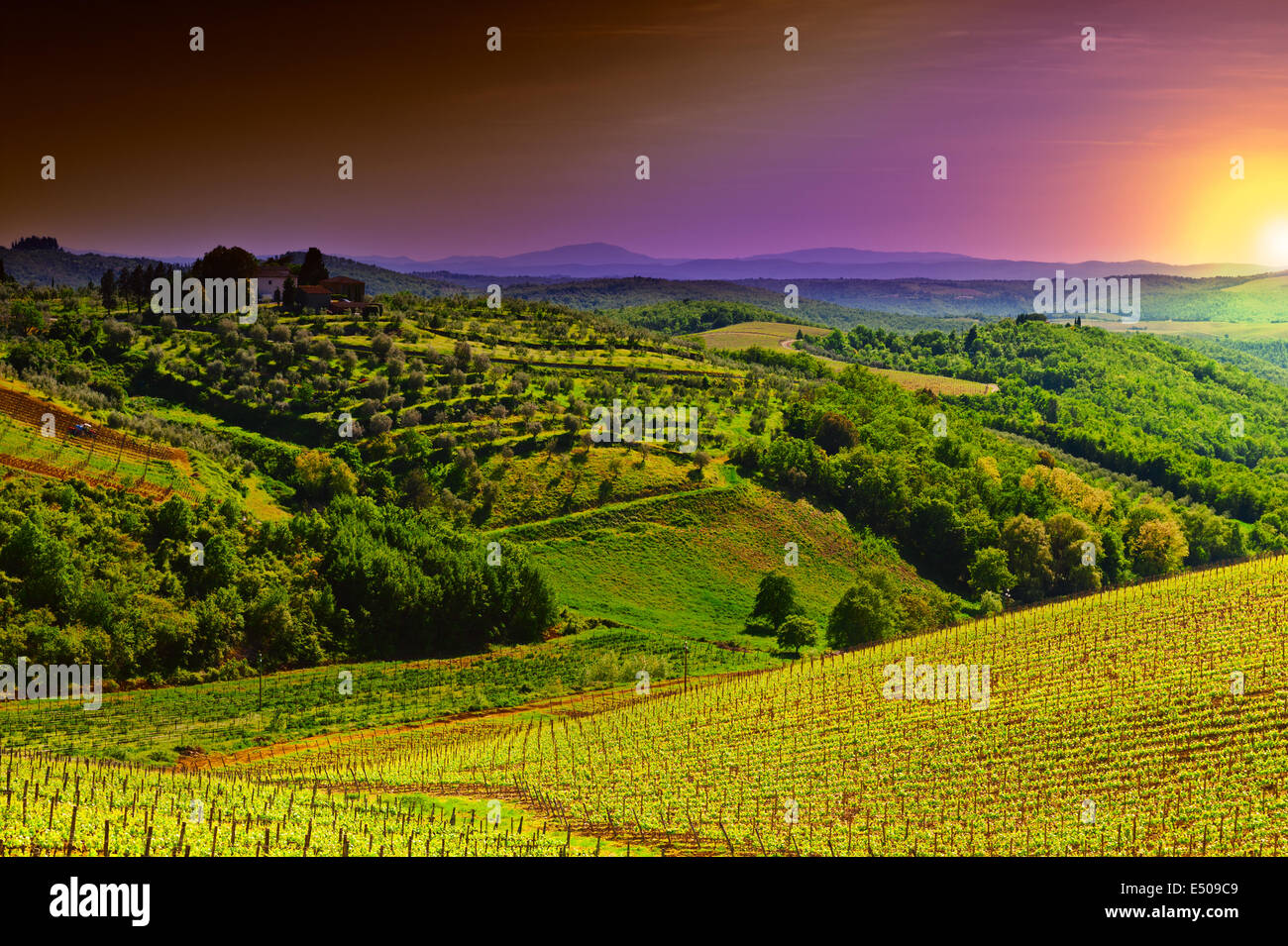 Grape garden sunrise hi-res stock photography and images - Alamy