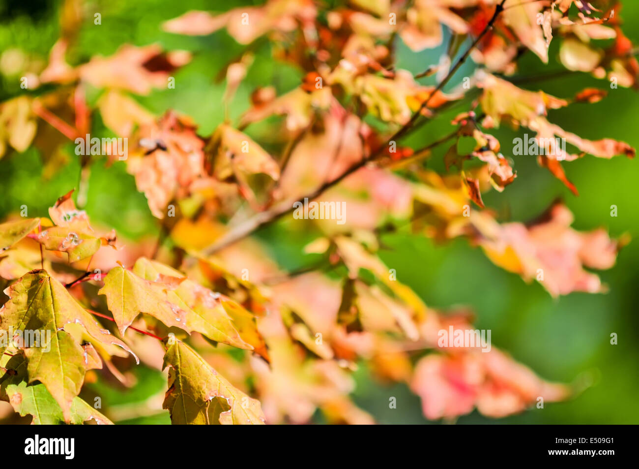 autumn leaves abstract background Stock Photo - Alamy