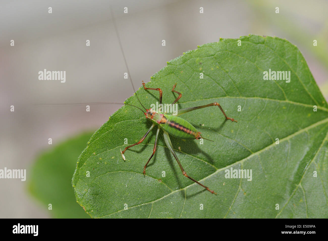 Small green funny Stock Photo - Alamy