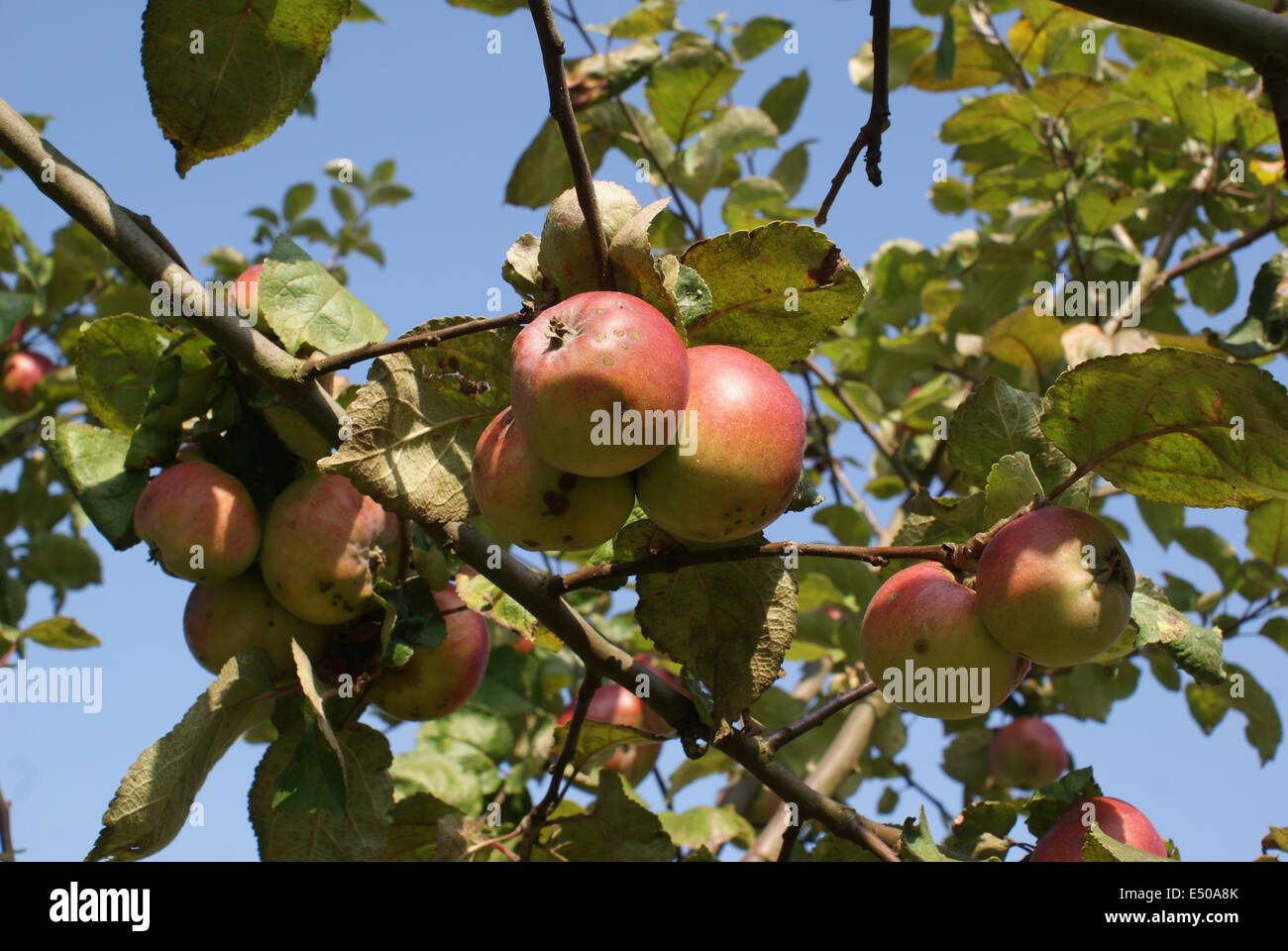 Der fall frucht hi-res stock photography and images - Alamy
