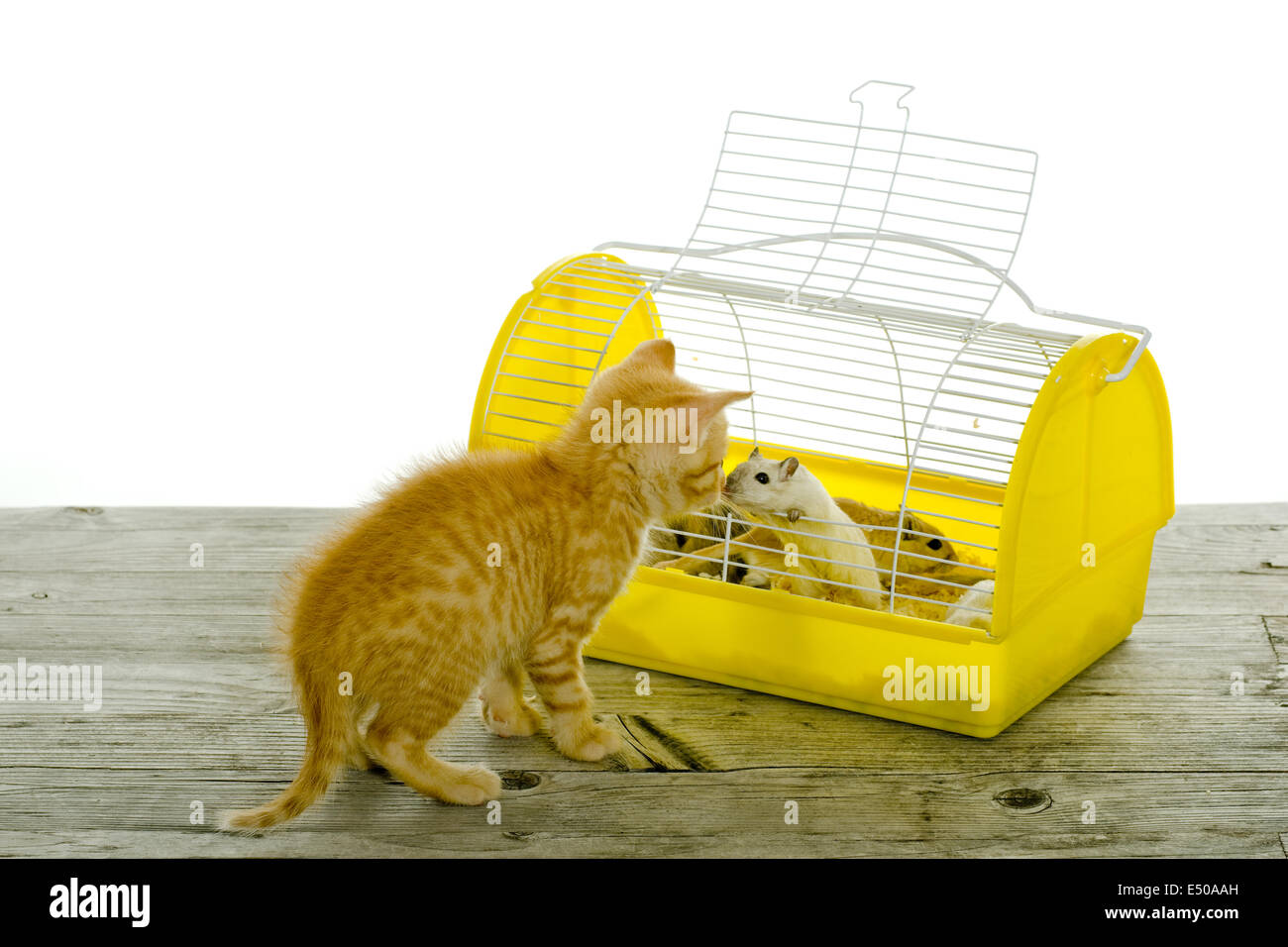 Fangen spielen hi-res stock photography and images - Alamy