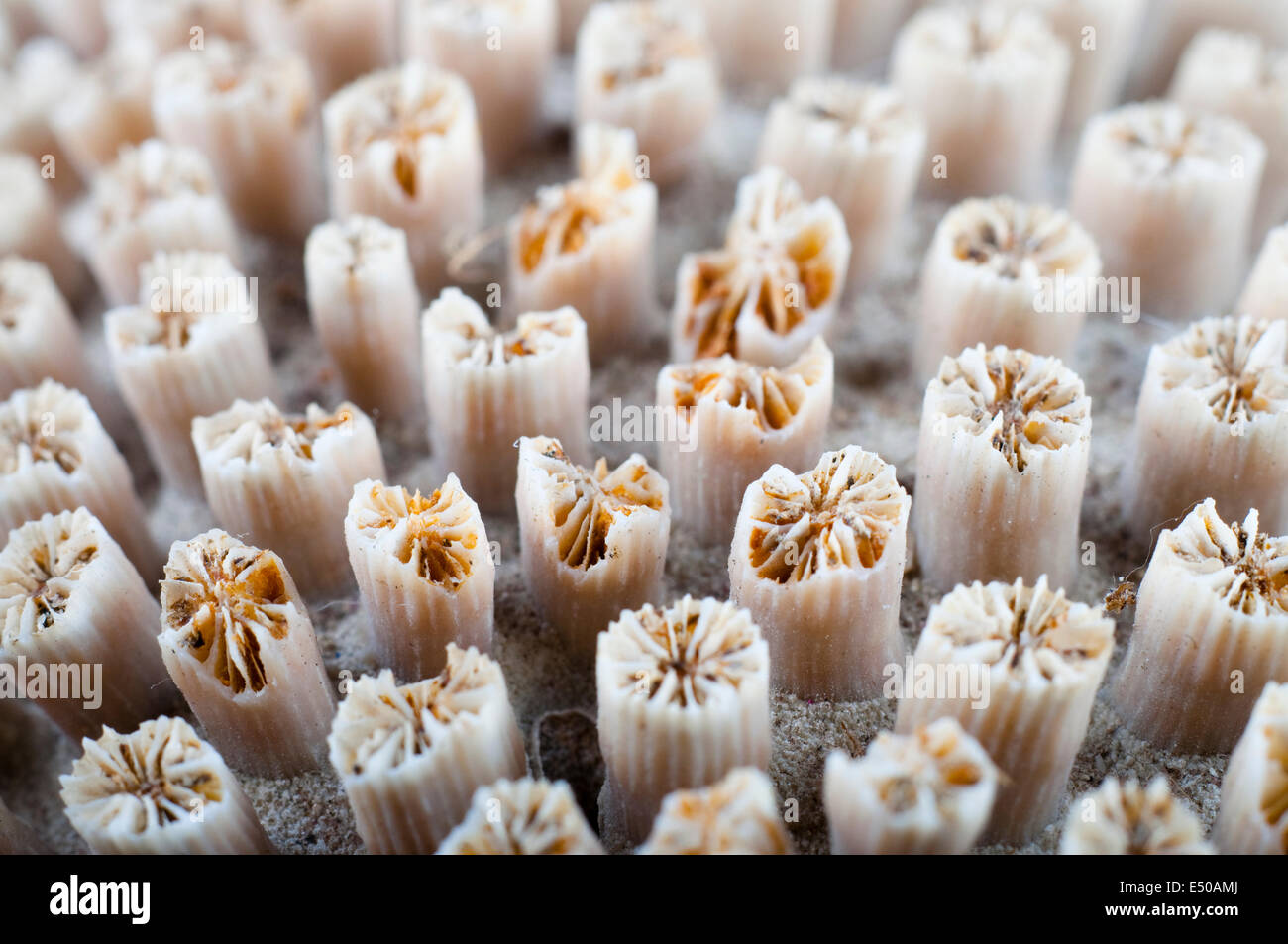 Picture of a sheel. Ocean´s live. Macro. Nice details Stock Photo - Alamy