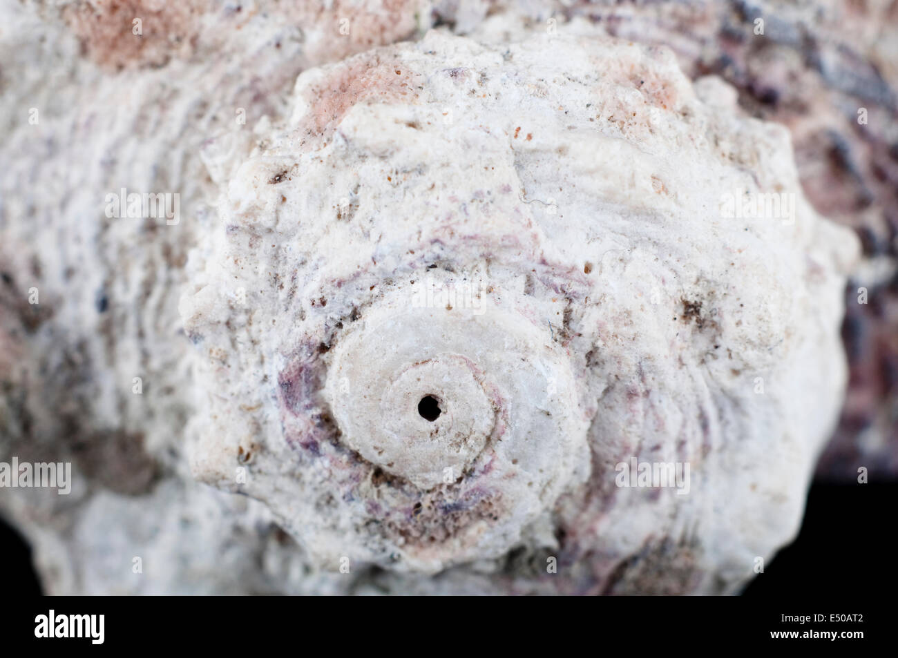 Picture of a sheel. Ocean´s live. Macro. Nice details Stock Photo - Alamy