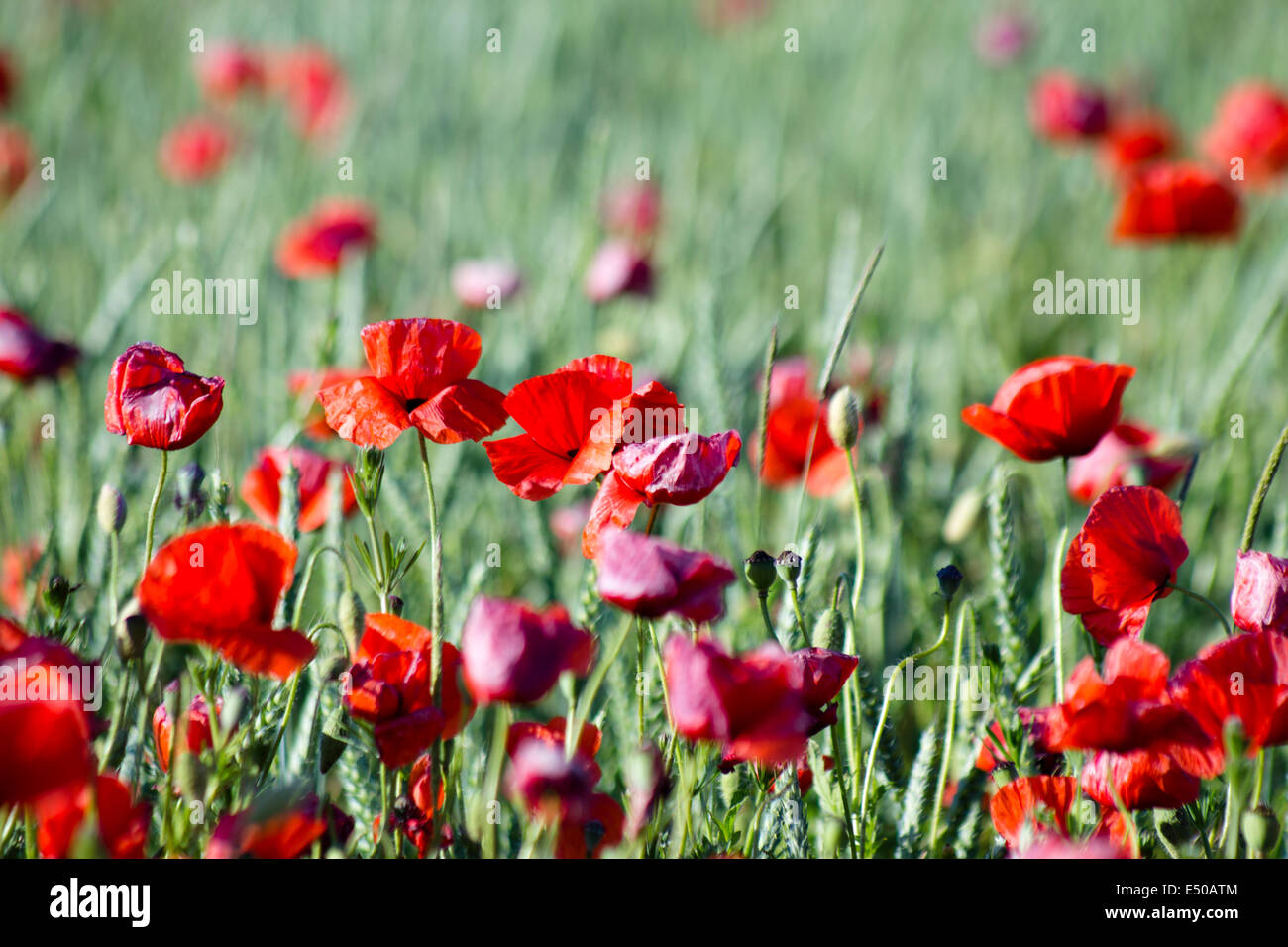 Amapola field feld campo hi-res stock photography and images - Alamy