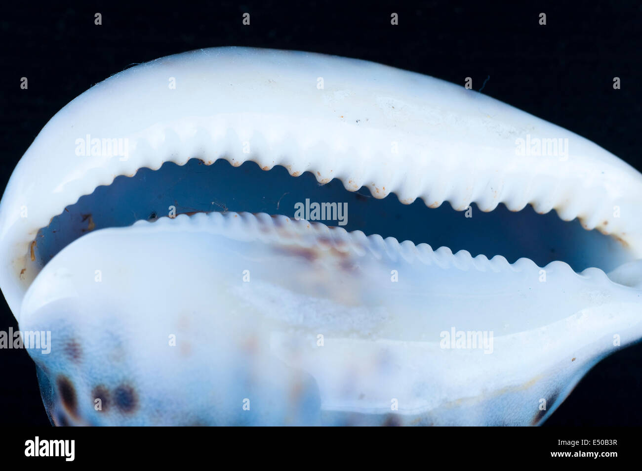 Picture of a sheel. Ocean´s live. Macro. Nice details Stock Photo - Alamy