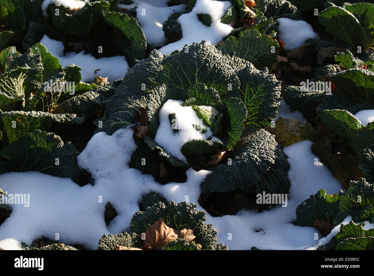 Wirsingkohl hi-res stock photography and images - Alamy