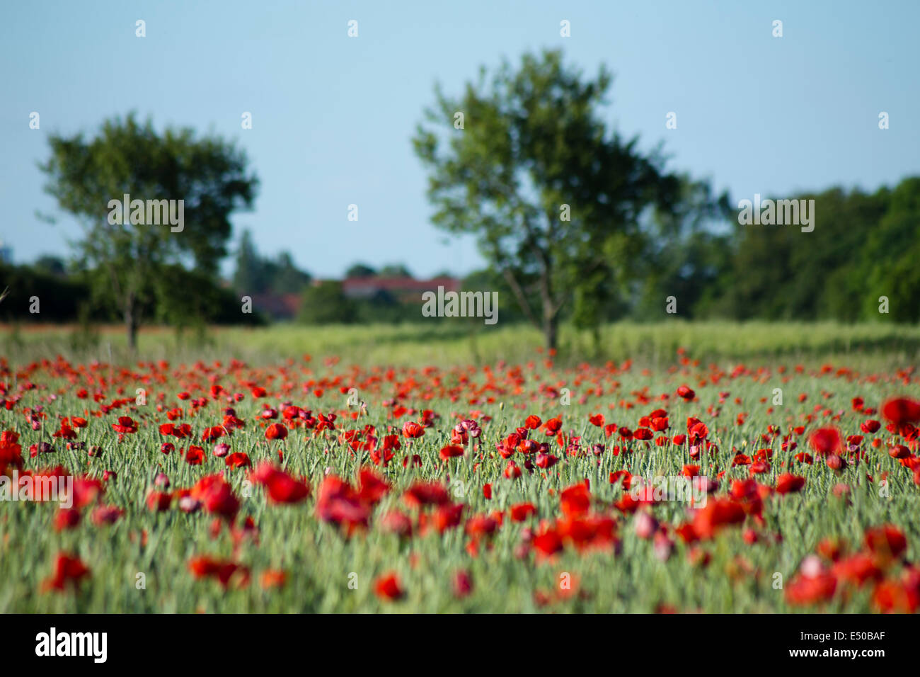 Amapola field feld campo hi-res stock photography and images - Alamy