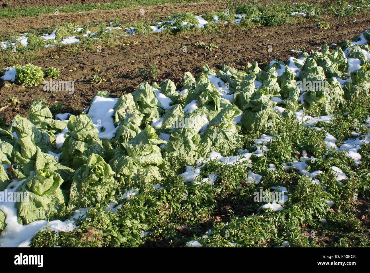 Satica hi-res stock photography and images - Alamy