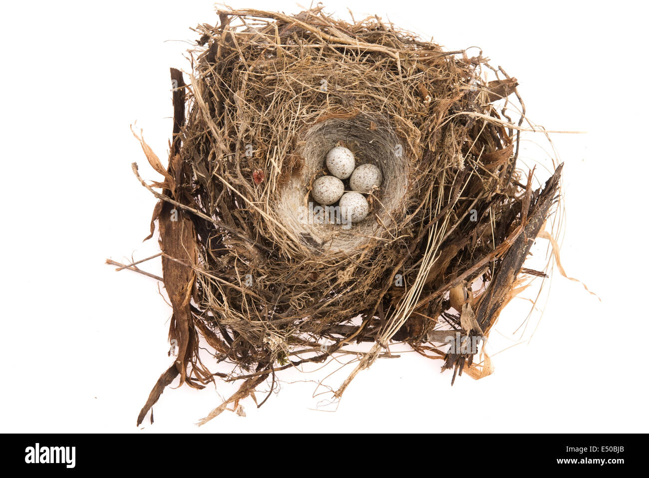 Detail of bird eggs in nest Stock Photo - Alamy